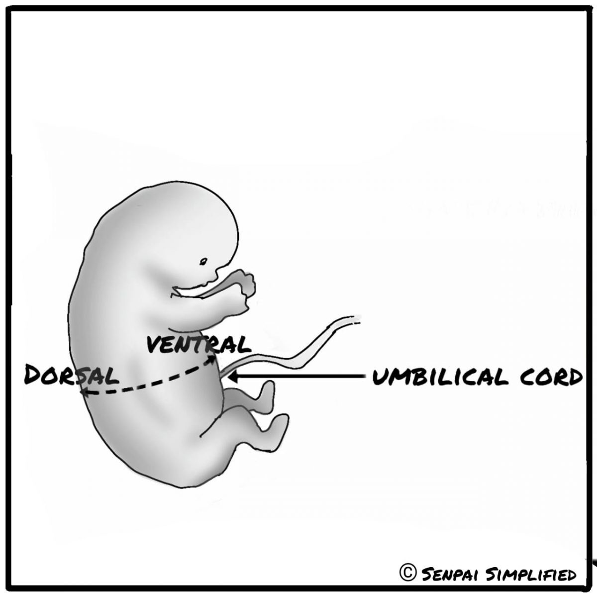 Anatomical Terminology | Med School Hub
