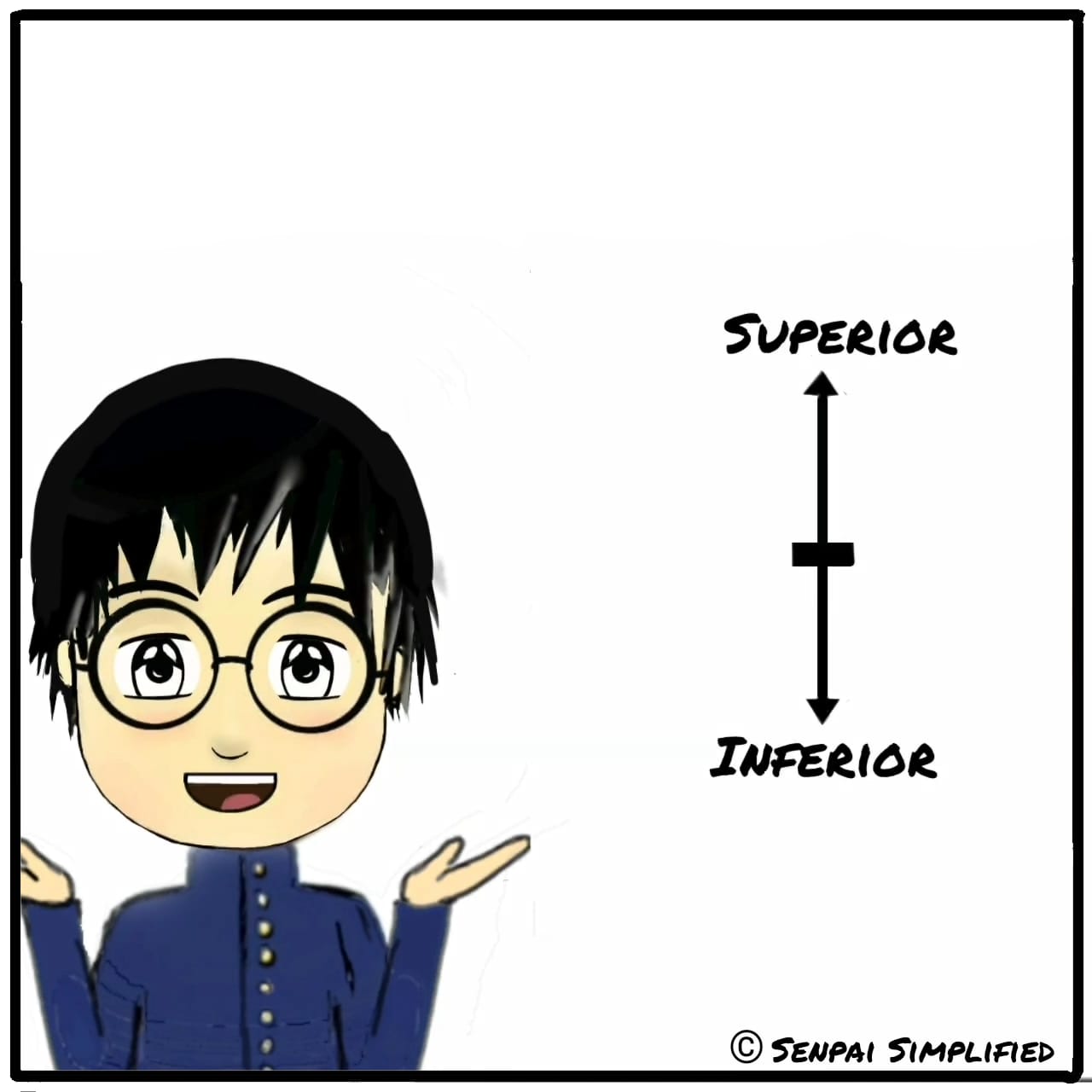 Anatomical Terminology | Med School Hub