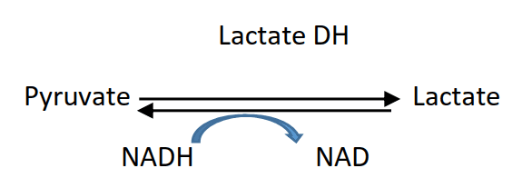 Development of Acidosis In Acute Alcohol Intoxication | Med School Hub