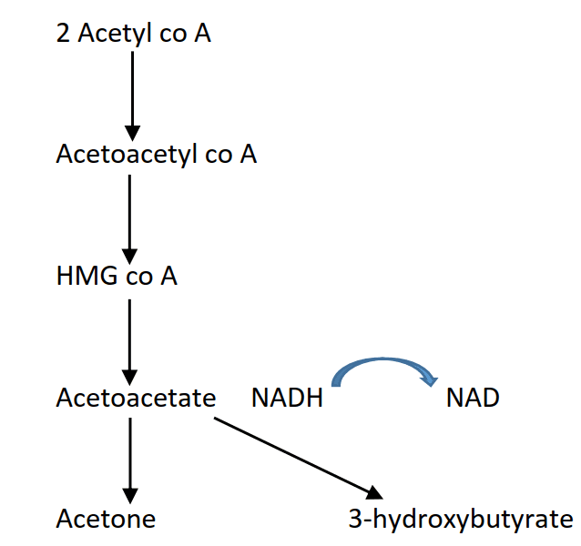Development of Acidosis In Acute Alcohol Intoxication | Med School Hub