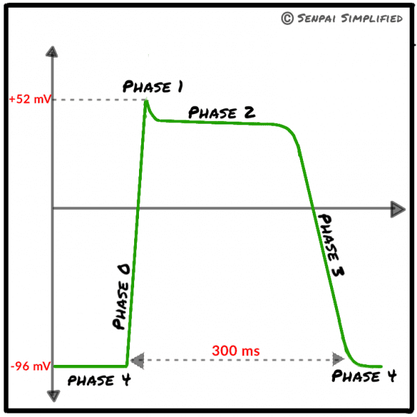 Electrical Activity of the cardiac muscle | Med School Hub