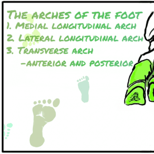 Arches of The Foot | Med School Hub