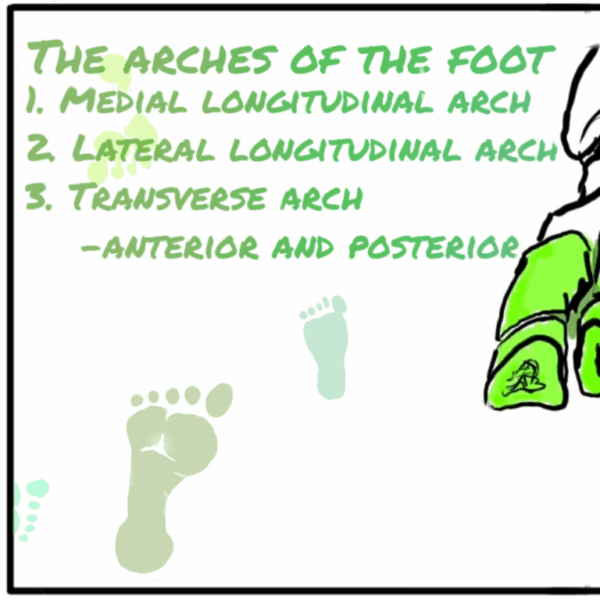 Arches of The Foot | Med School Hub