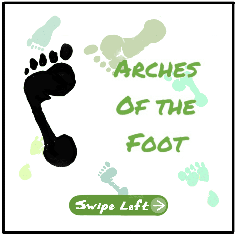 Arches of The Foot | Med School Hub