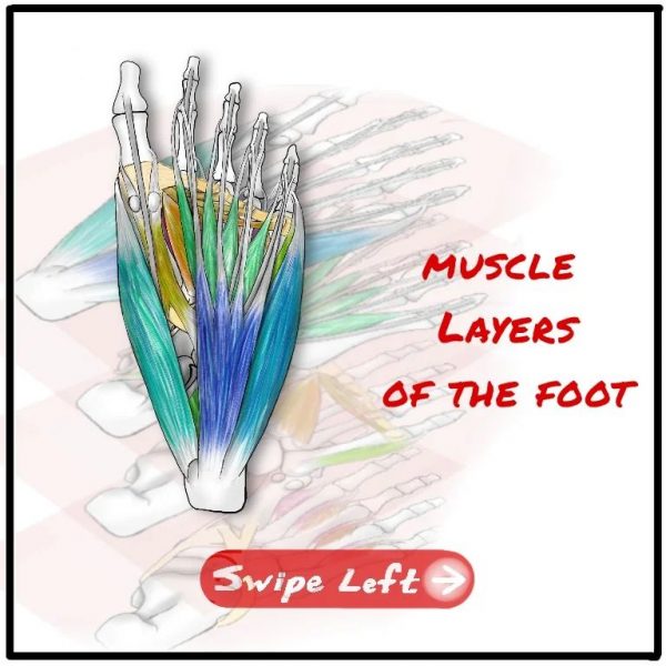 Muscle Layers of the Foot | Med School Hub