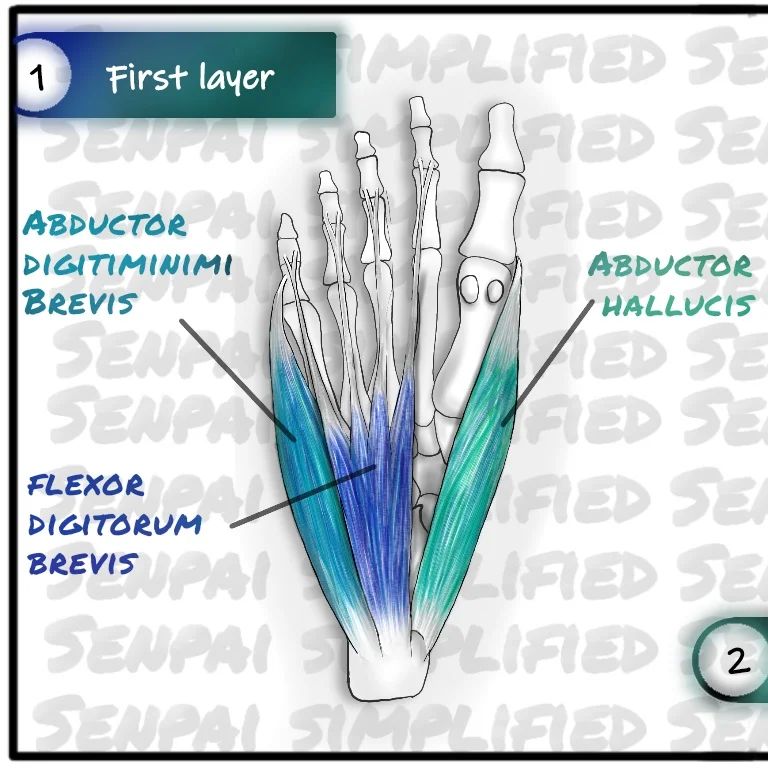 Muscle Layers of the Foot | Med School Hub