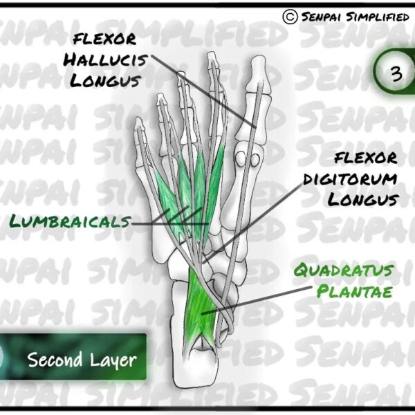 Muscle Layers of the Foot | Med School Hub