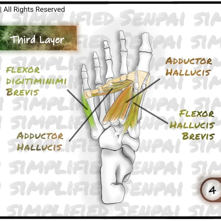 Muscle Layers of the Foot | Med School Hub