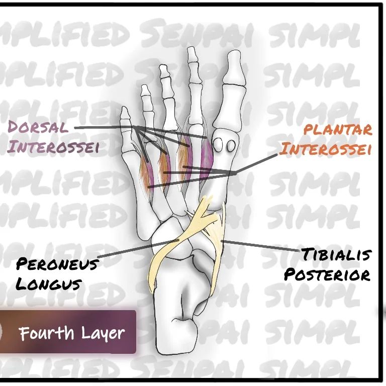 Muscle Layers of the Foot | Med School Hub