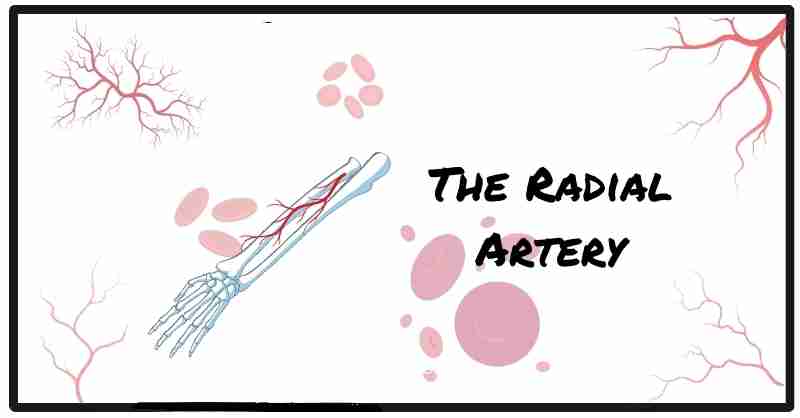 Radial Artery | Med School Hub