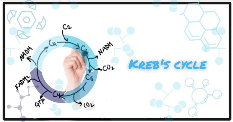 Kreb's Cycle | Med School Hub