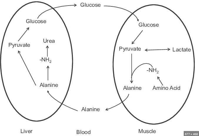 Fates of Pyruvate | Med School Hub