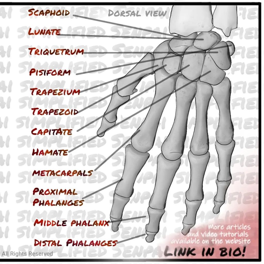 Carpal Bones | Med School Hub