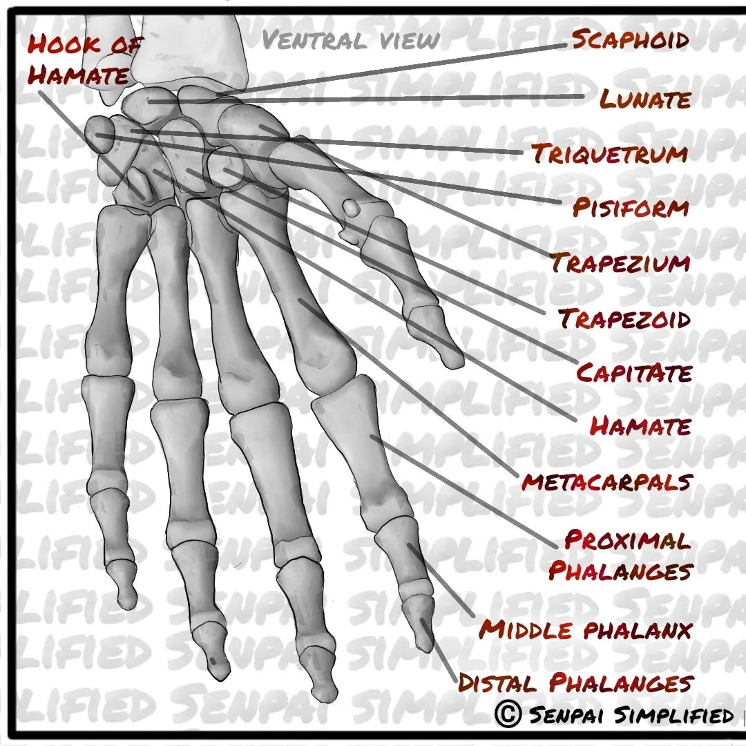 Carpal Bones | Med School Hub