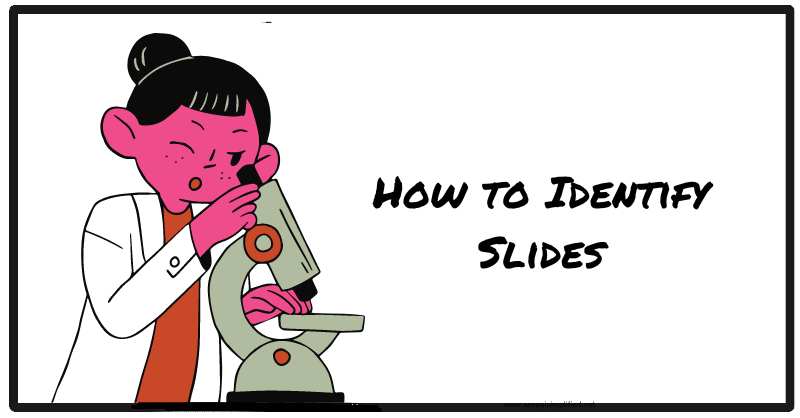 Histology Basics | Med School Hub