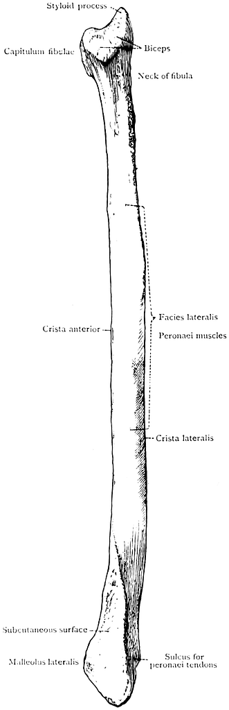 Fibula: The Smaller Leg Bone | Med School Hub