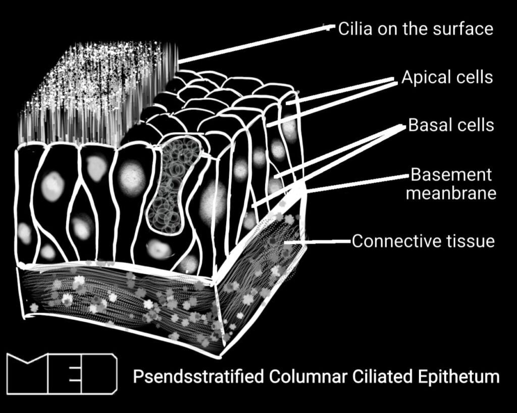 Types of Epithelium | Med School Hub