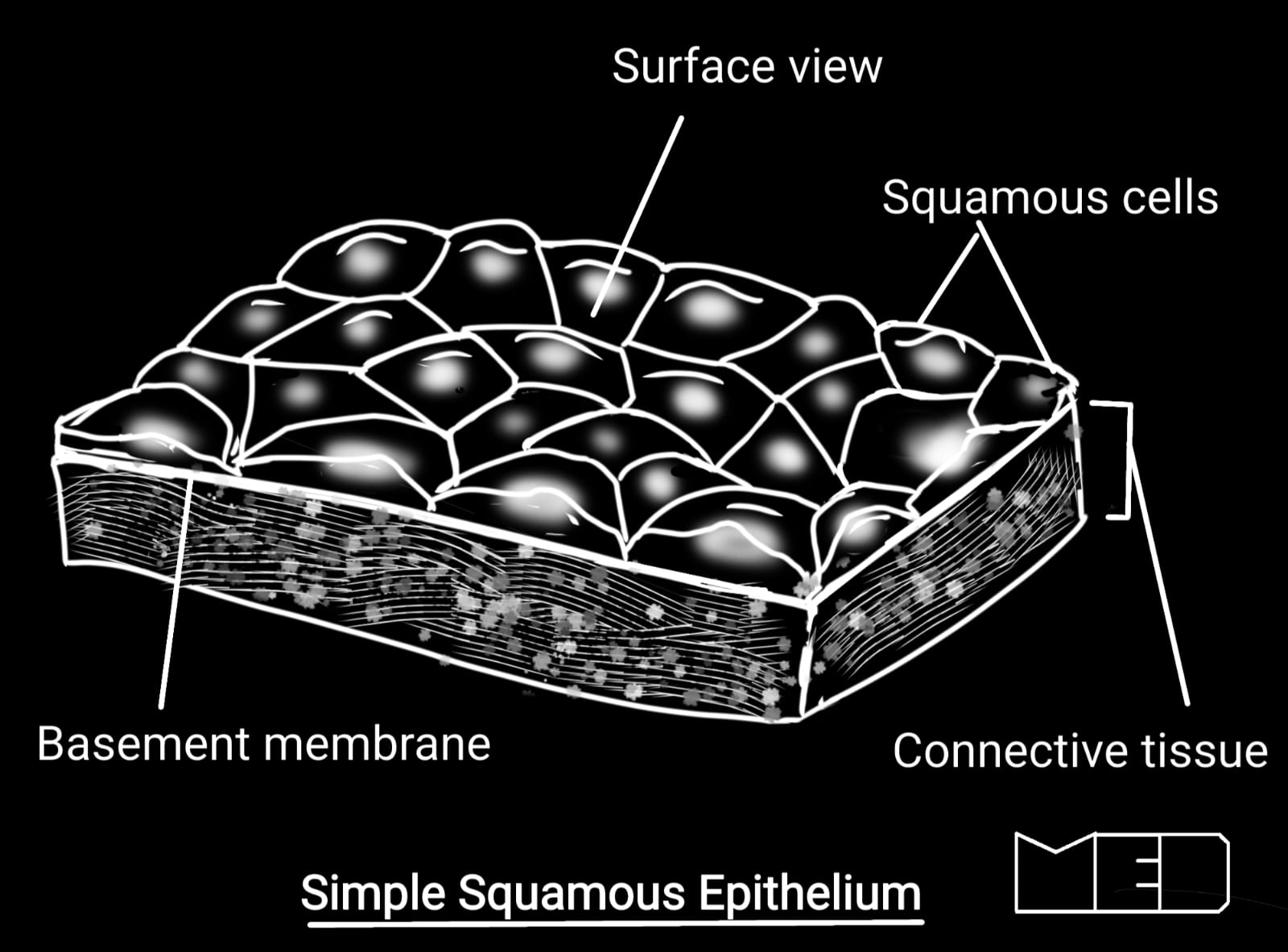 Types of Epithelium | Med School Hub