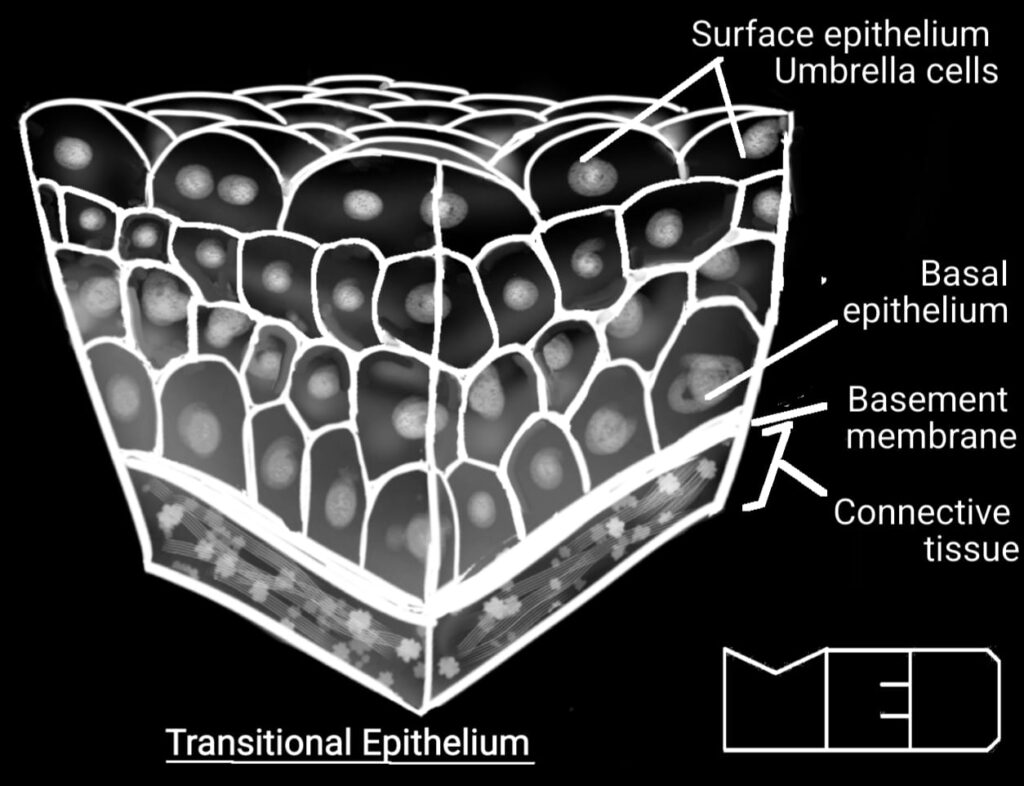 Types of Epithelium | Med School Hub