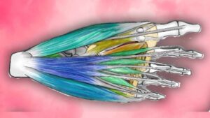 Femoral Triangle: A Comprehensive Guide | Med School Hub