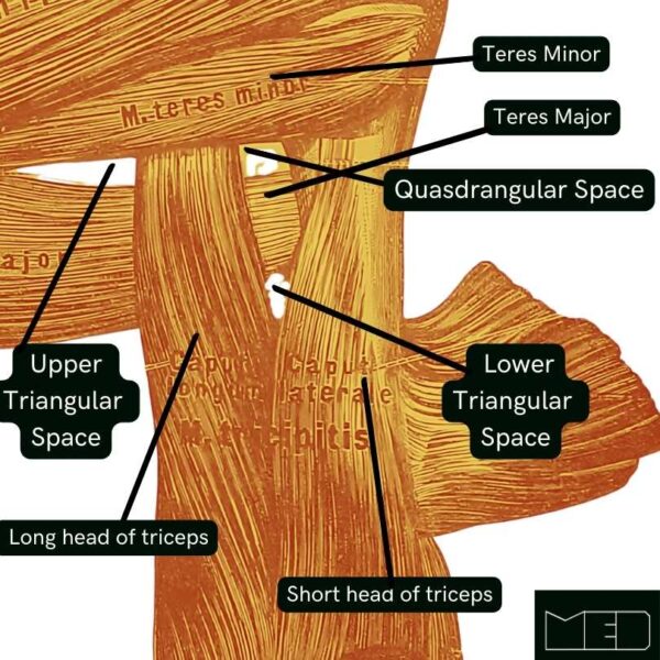 Spaces of the Shoulder: An Exploration of Boundaries and Structures ...