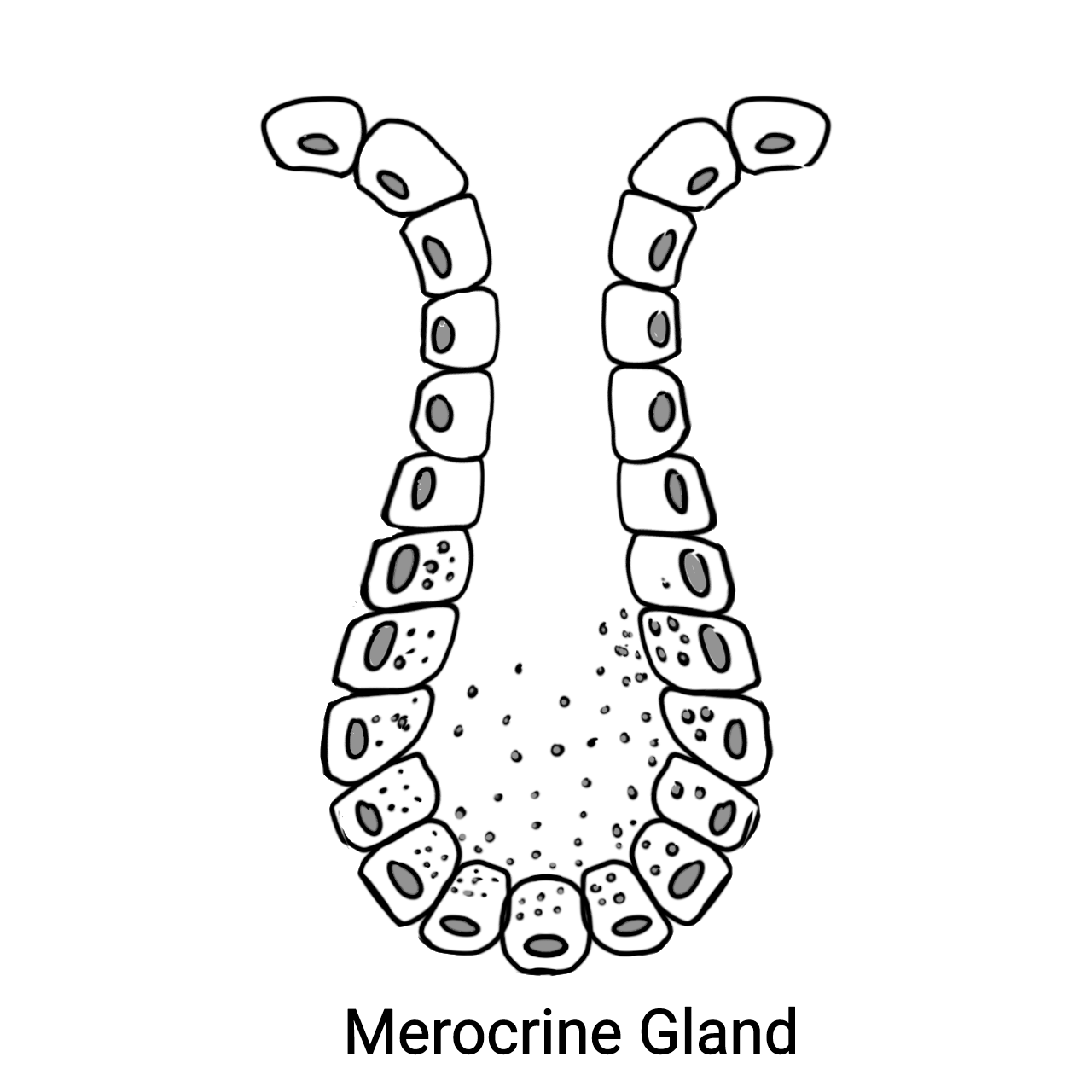 Types of Glands | Med School Hub