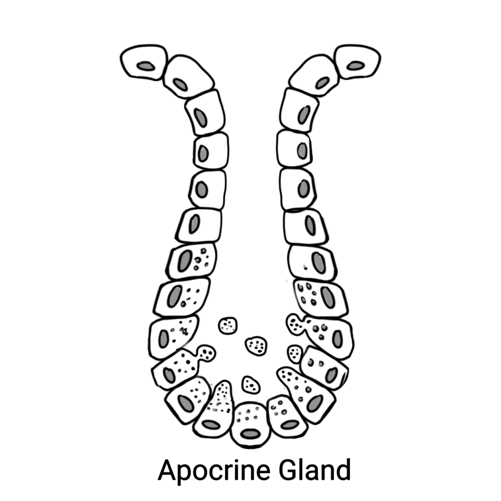 Types of Glands | Med School Hub