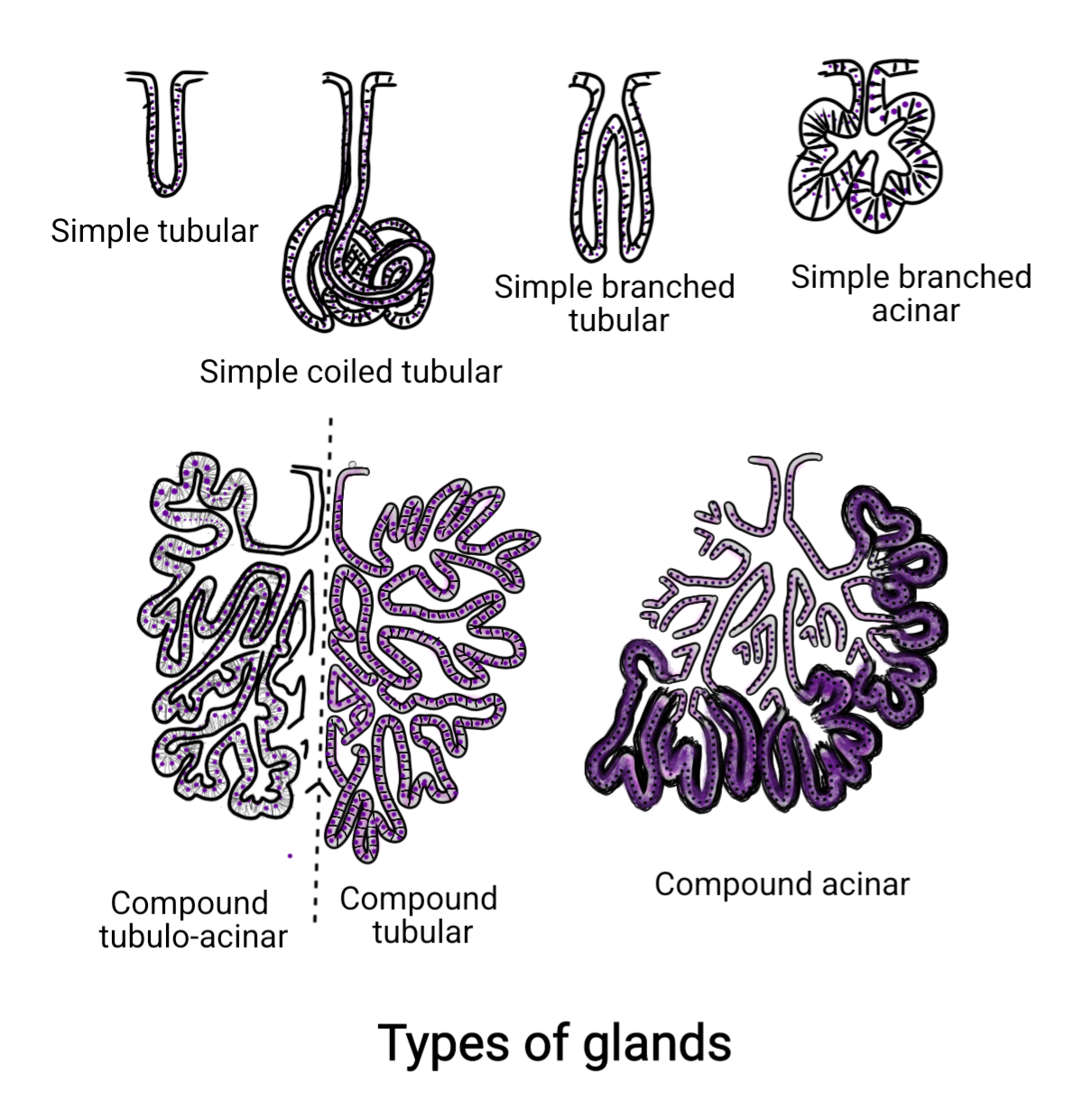 Types of Glands | Med School Hub